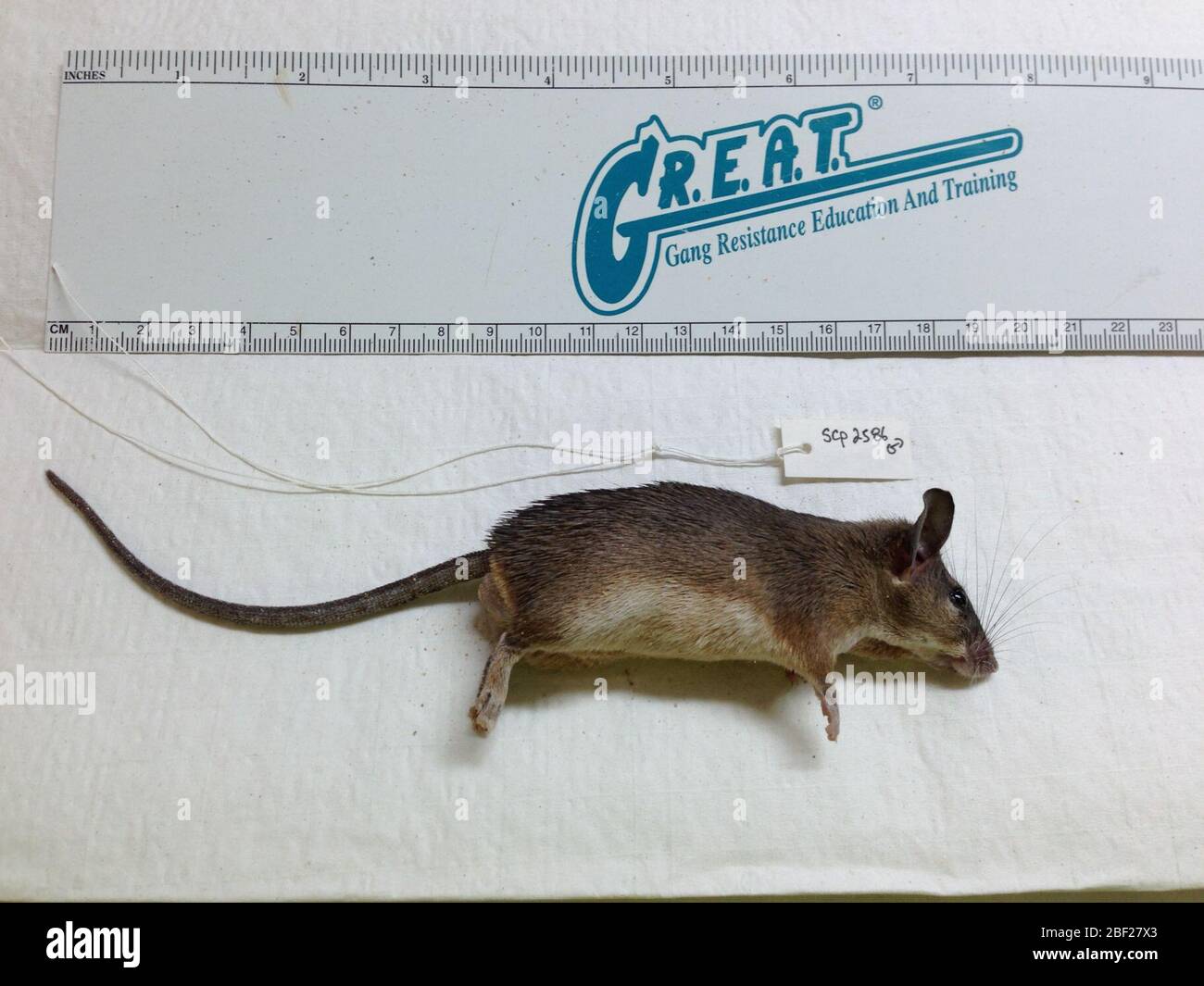 Snapped in half hi-res stock photography and images - Alamy