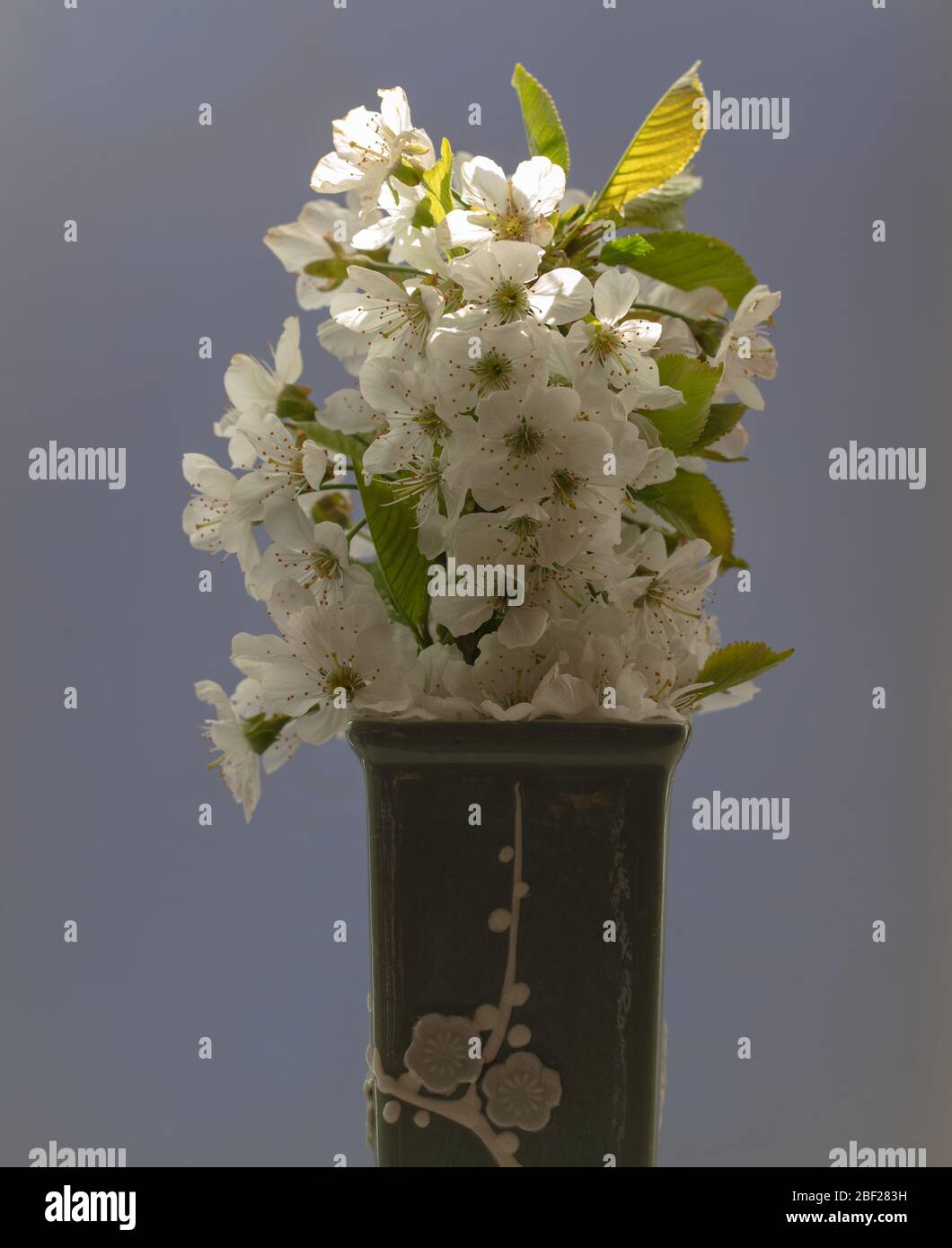 Prunus avium stella blossom hi-res stock photography and images - Alamy