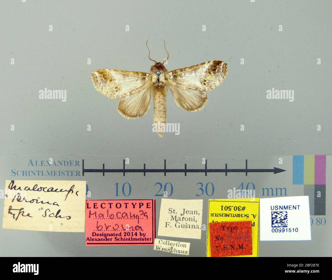 Broma hi-res stock photography and images - Alamy
