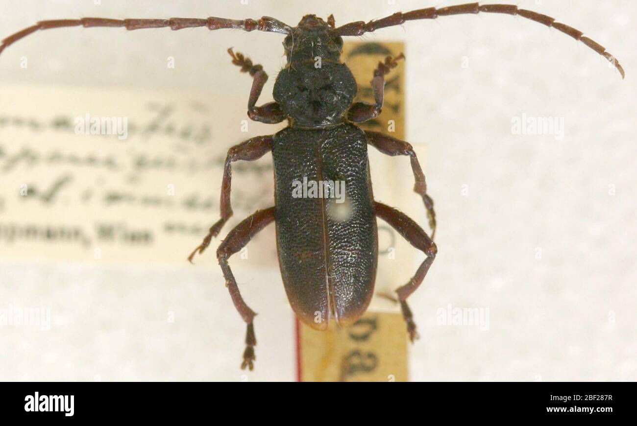 Immaculatus hi-res stock photography and images - Alamy
