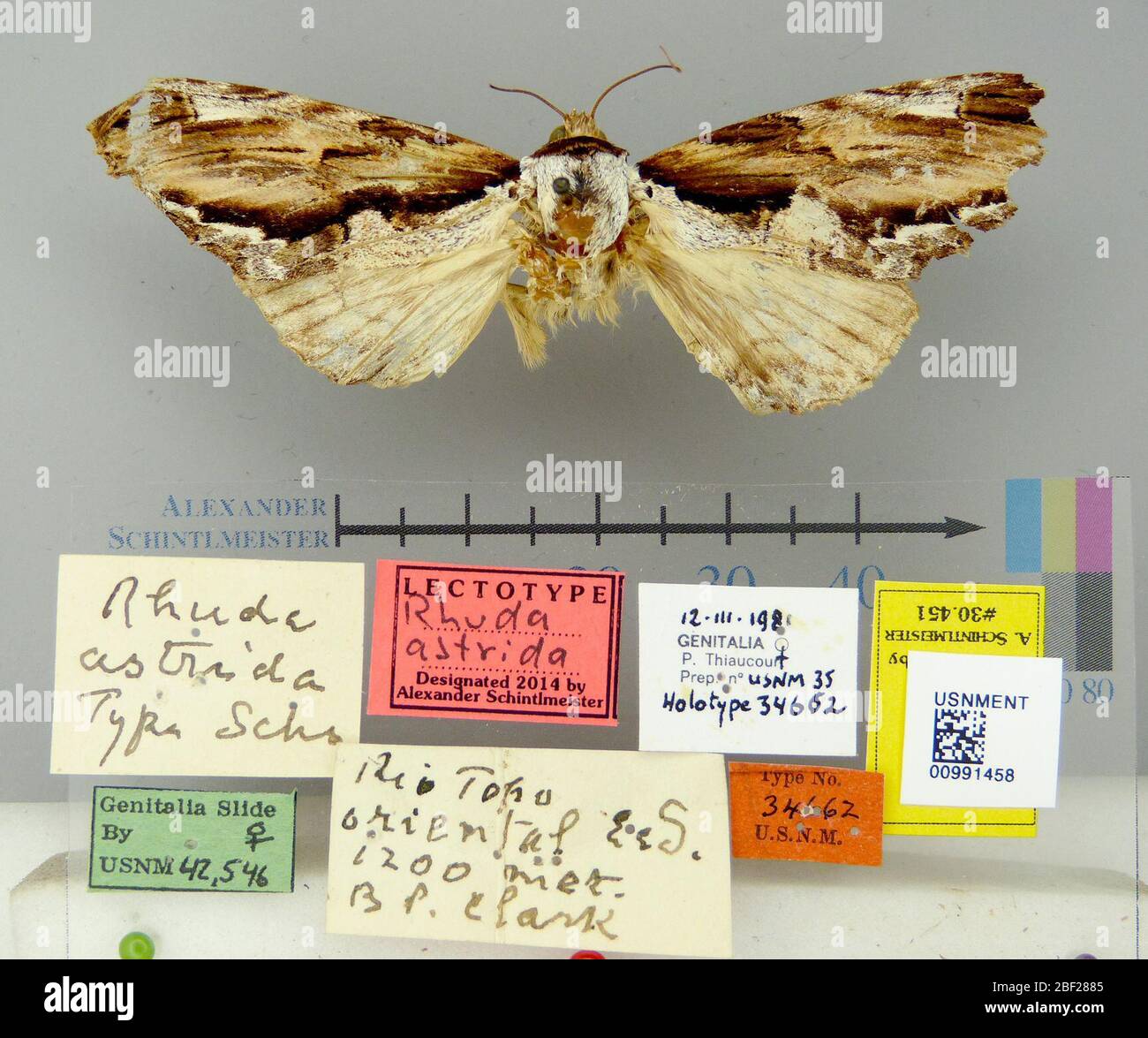 Rhuda hi-res stock photography and images - Alamy