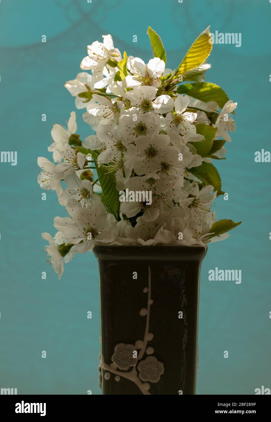 Prunus avium or Cherry Stella blossom seen an a vase Stock Photo - Alamy