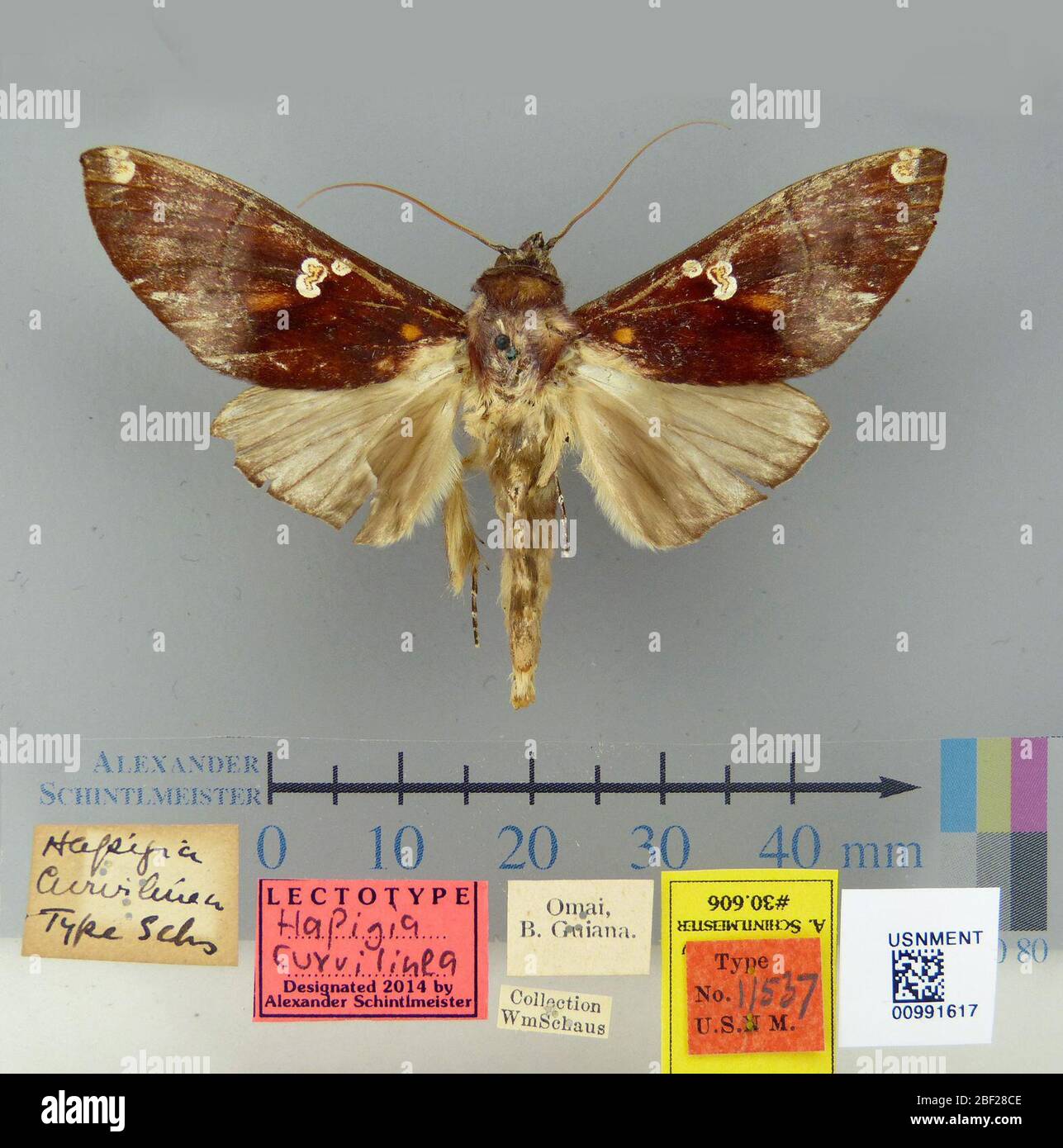 Hapigia hi-res stock photography and images - Alamy