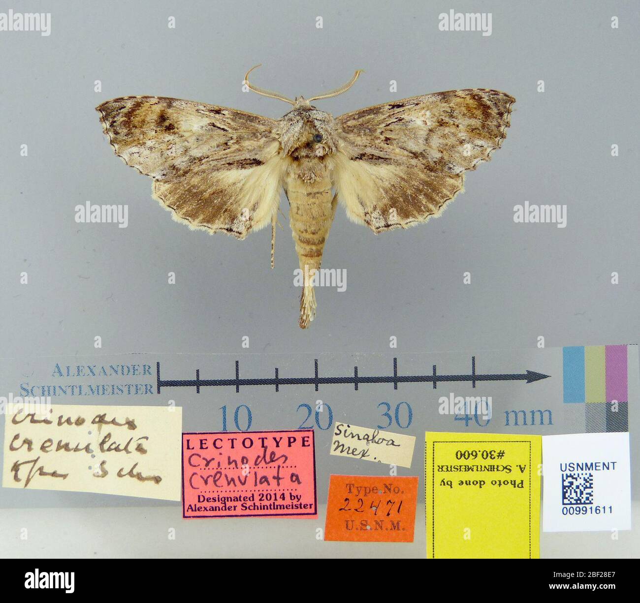 Crinodes hi-res stock photography and images - Alamy