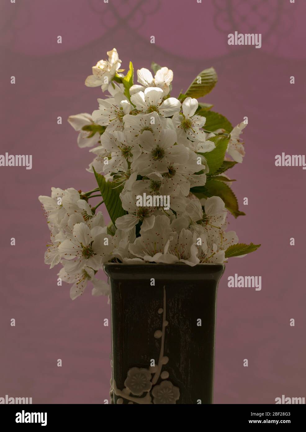 Prunus avium or Cherry Stella blossom seen an a vase Stock Photo - Alamy