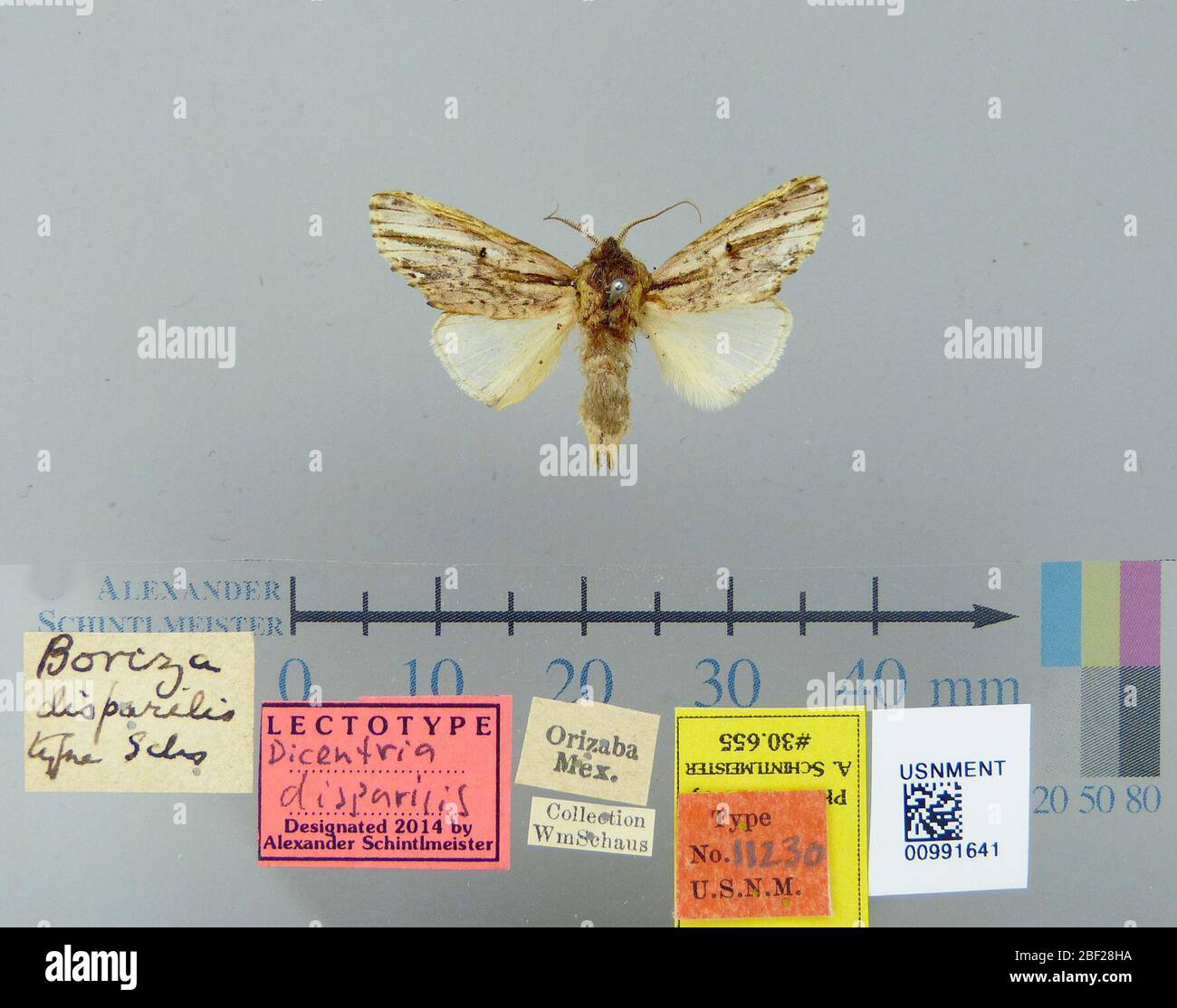 Disparilis hi-res stock photography and images - Alamy