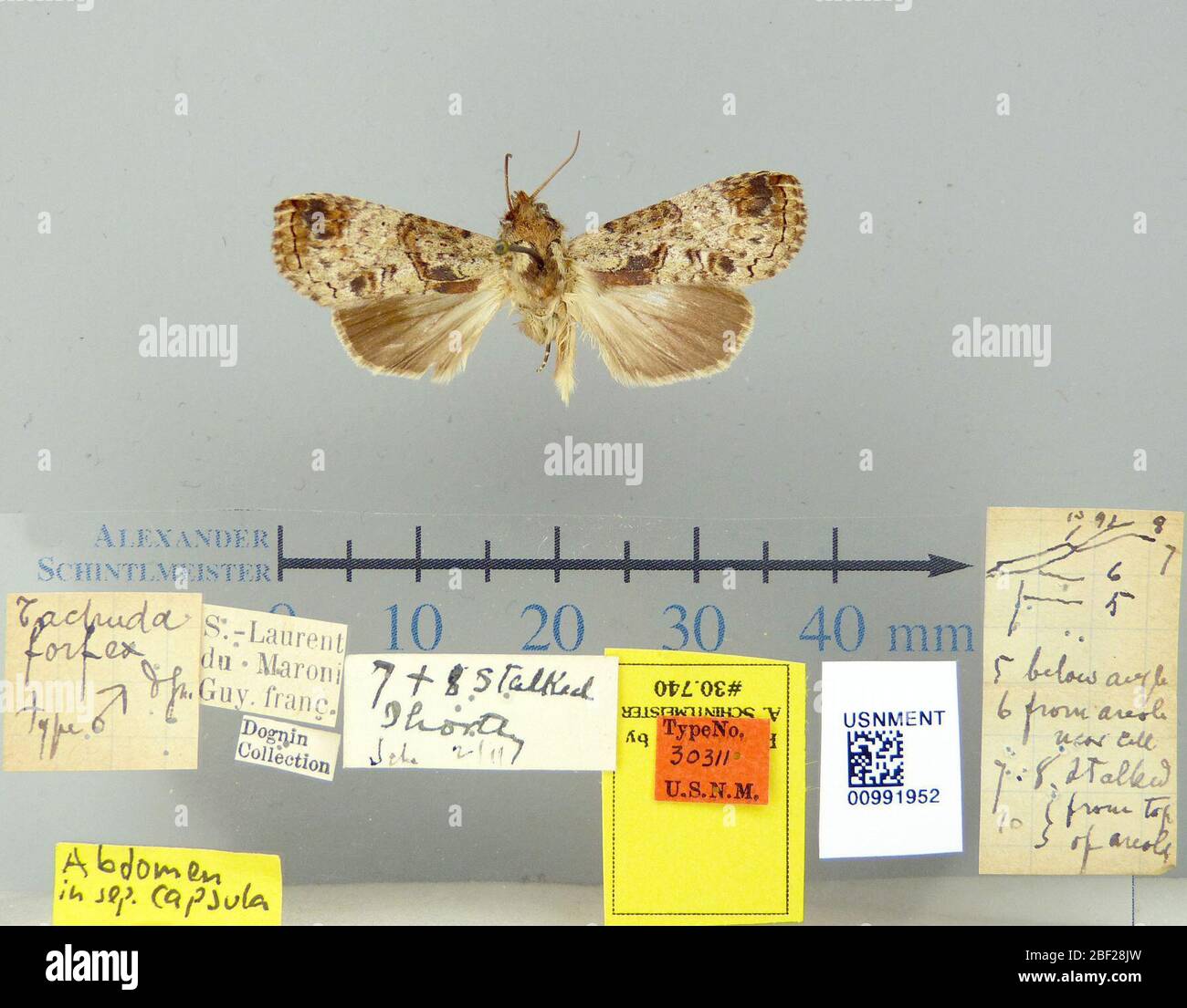 Tachuda forfex. 26 Oct 20171 Stock Photo - Alamy