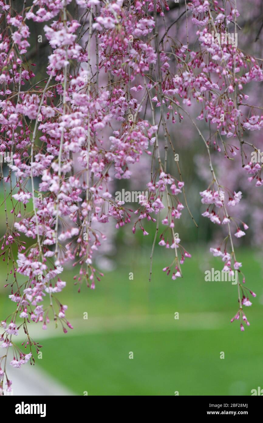 Weeping Cherry Tree Flowers Stock Photo - Alamy
