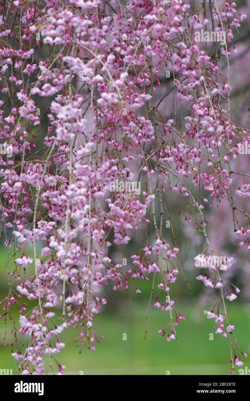 Weeping Cherry Tree Flowers Stock Photo - Alamy
