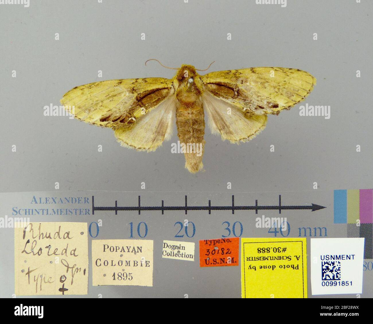 Rhuda hi-res stock photography and images - Alamy