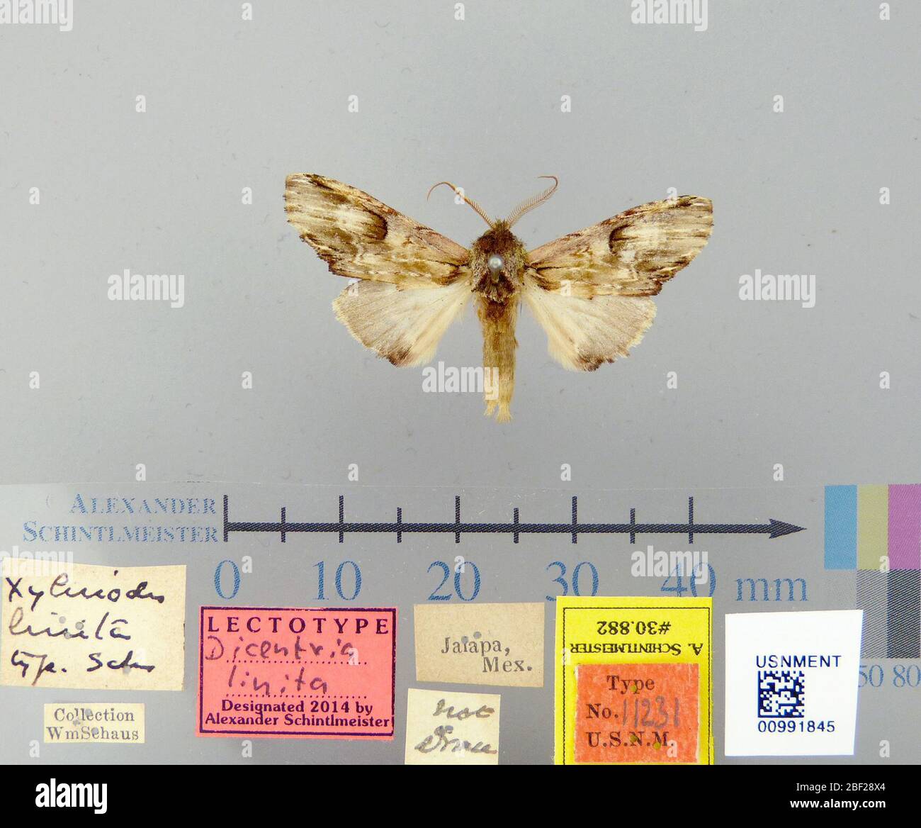 Linita hi-res stock photography and images - Alamy