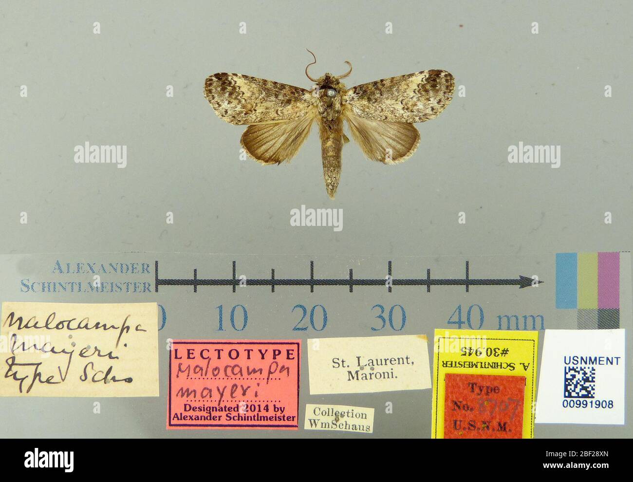 Mayeri hi-res stock photography and images - Alamy