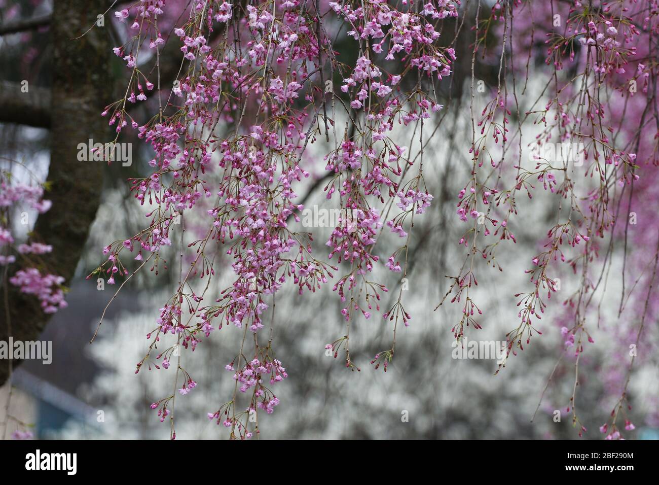 Weeping Cherry Tree Flowers Stock Photo - Alamy