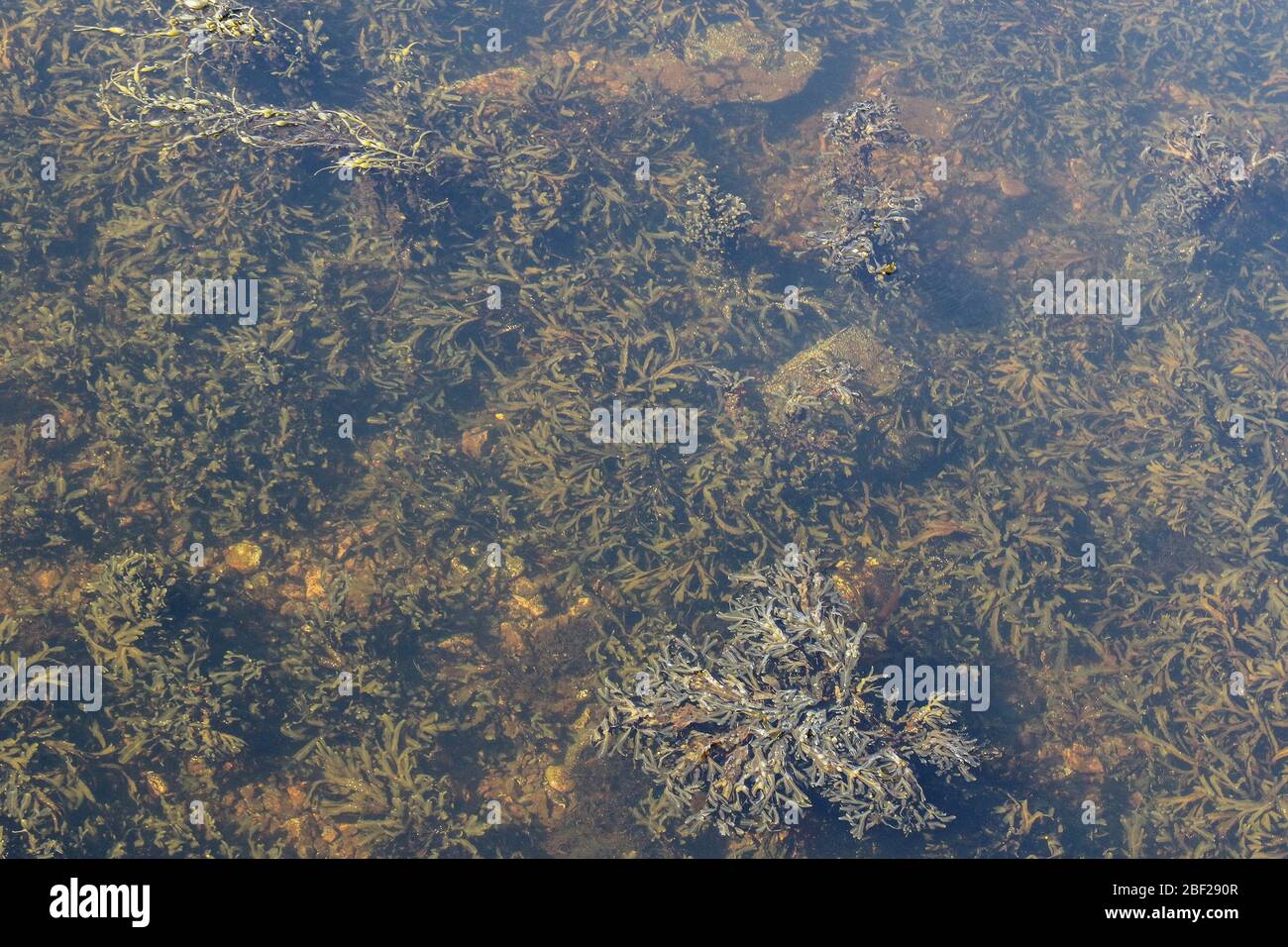 Seaweed algae harbour bed hi-res stock photography and images - Alamy