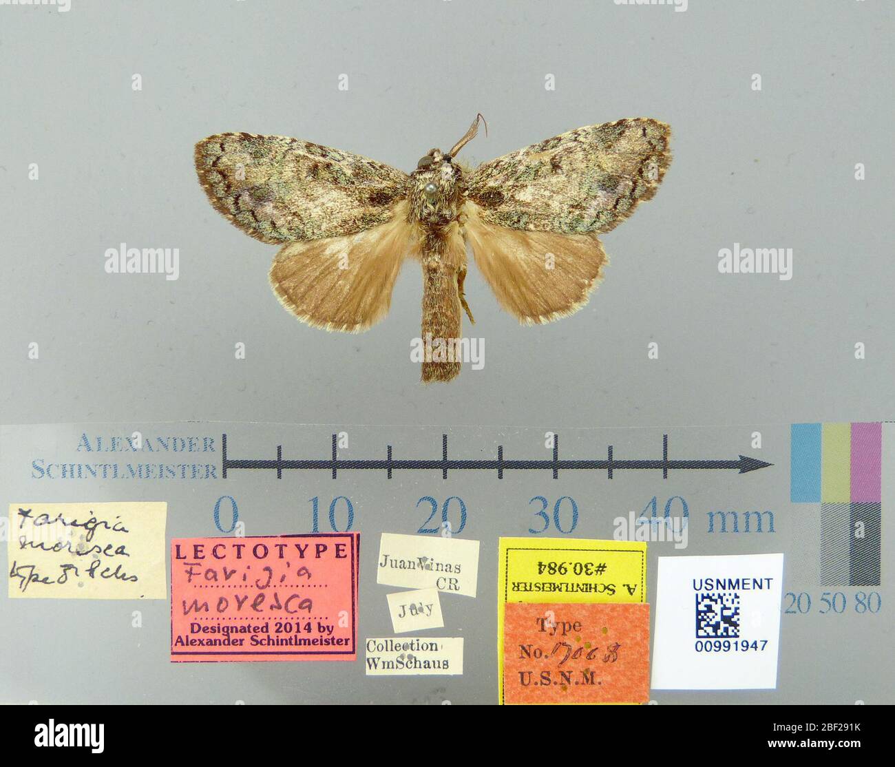 Moresca hi-res stock photography and images - Alamy