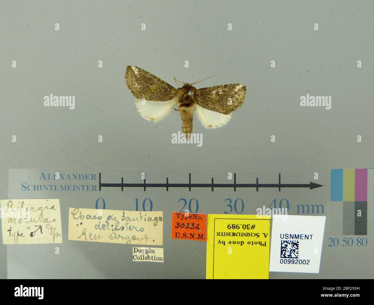 Morula hi-res stock photography and images - Alamy