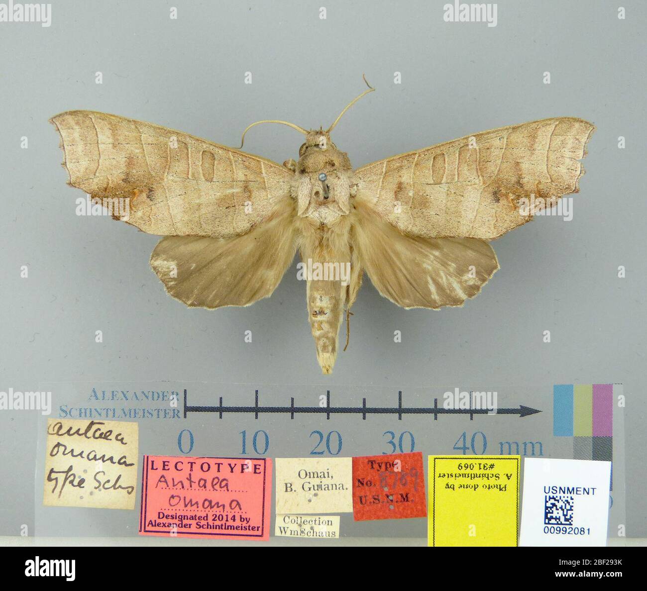 Regions butterfly fauna hi-res stock photography and images - Alamy