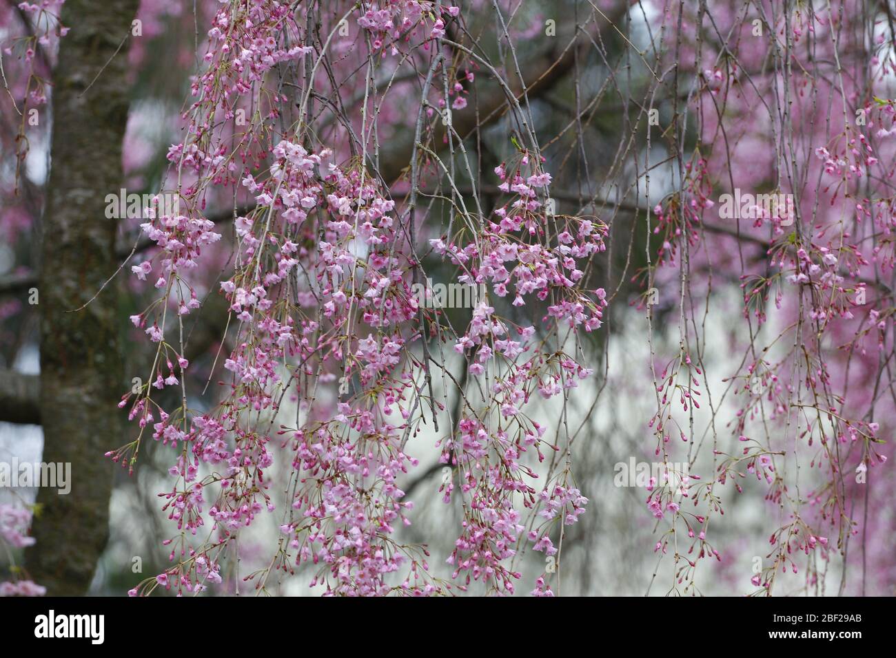 Weeping Cherry Tree Flowers Stock Photo - Alamy