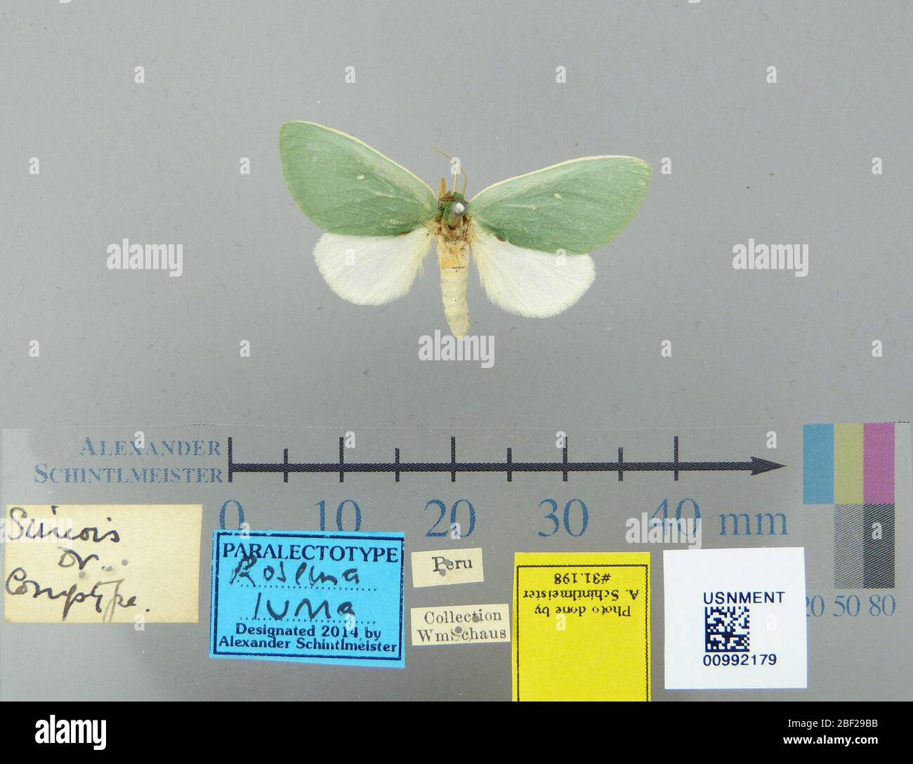 Rosema luna. Collection Wm Schaus26 Oct 20171 Stock Photo - Alamy