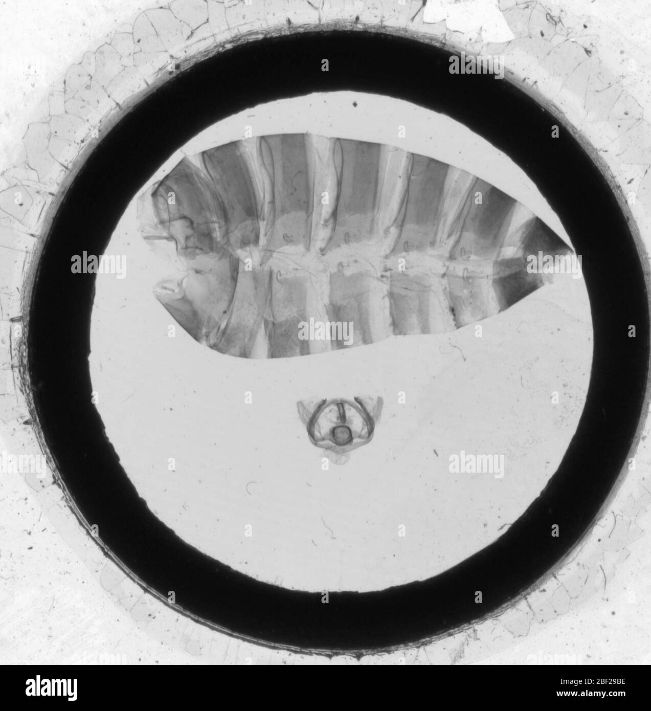 Moth monitoring Black and White Stock Photos & Images - Alamy