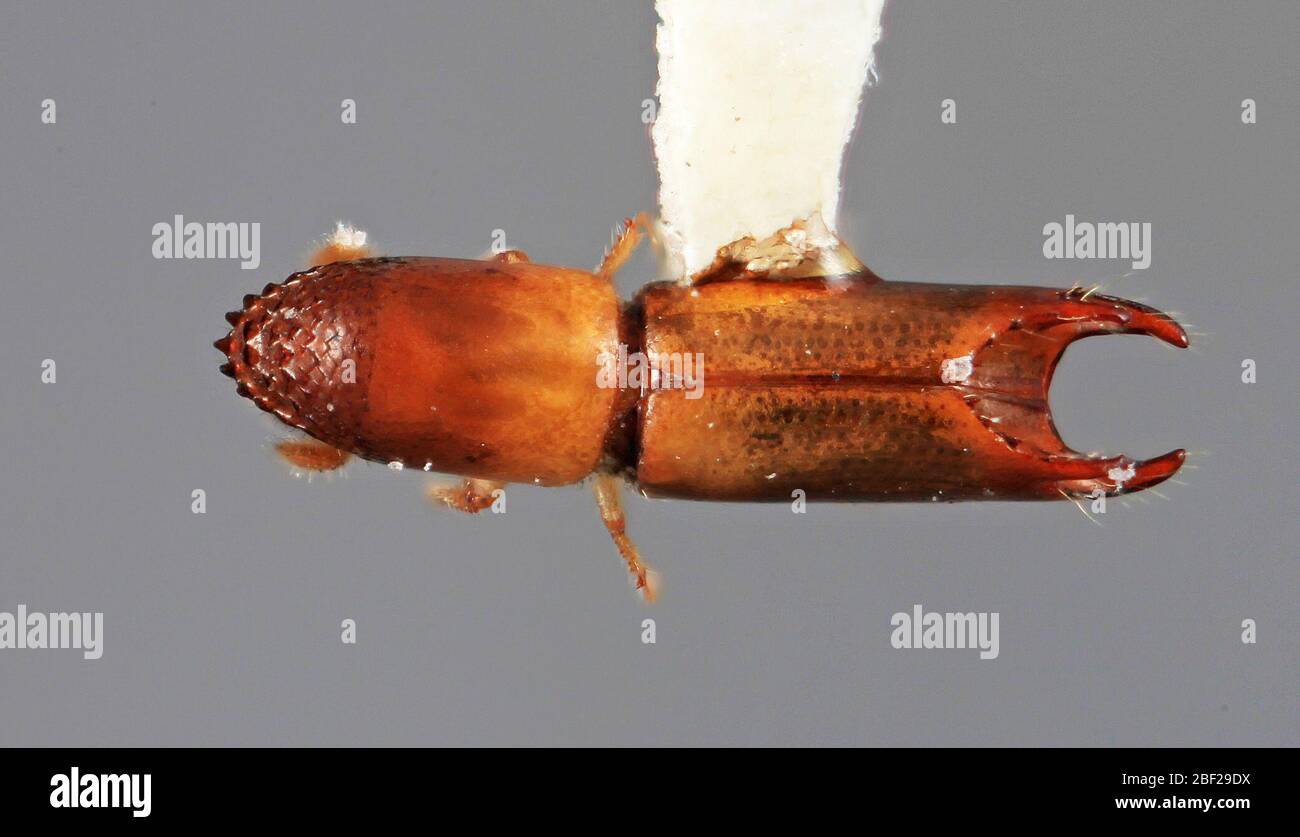 Spinescens High Resolution Stock Photography and Images - Alamy