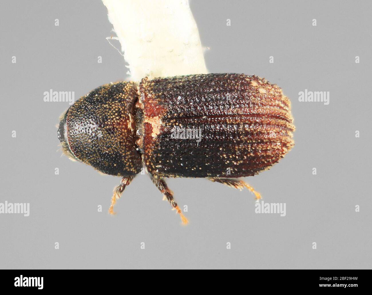 Piceae hi-res stock photography and images - Alamy