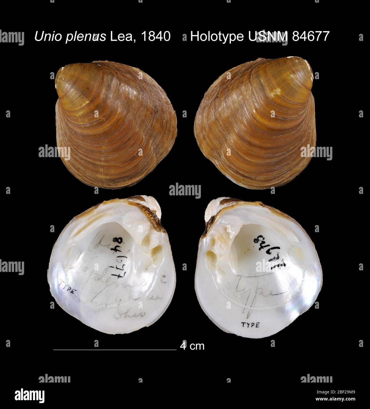 Plenus hi-res stock photography and images - Alamy