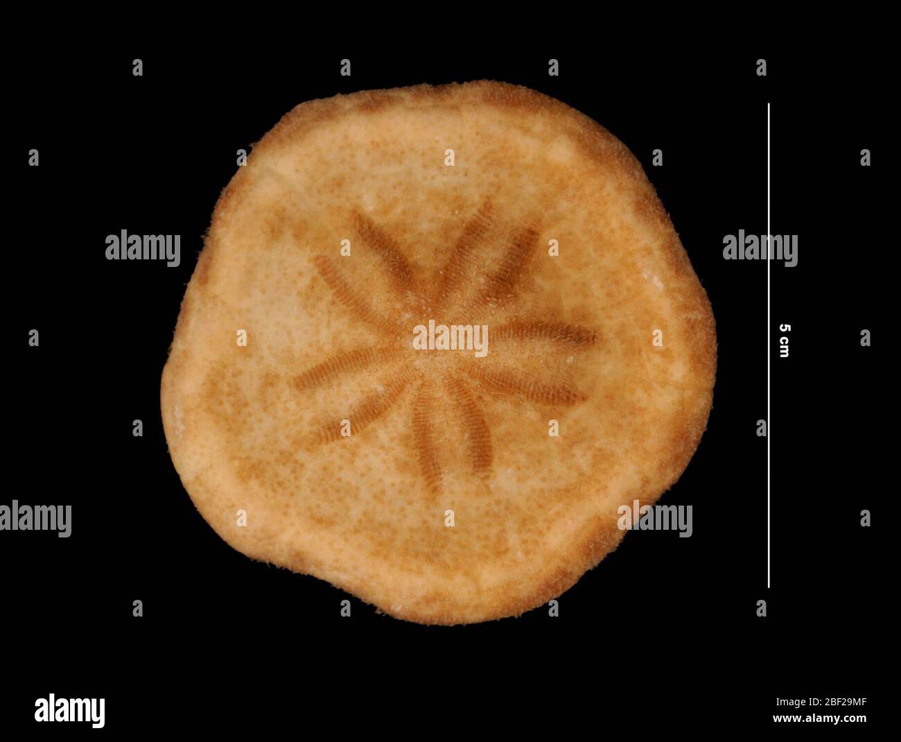 Clypeaster hi-res stock photography and images - Alamy