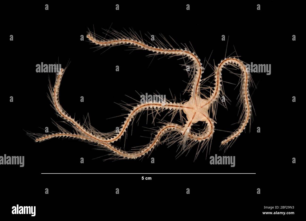 Ophiothrix suensoni. 17 Sep 2018291 Stock Photo - Alamy