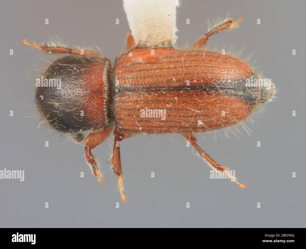 Contractus hi-res stock photography and images - Alamy