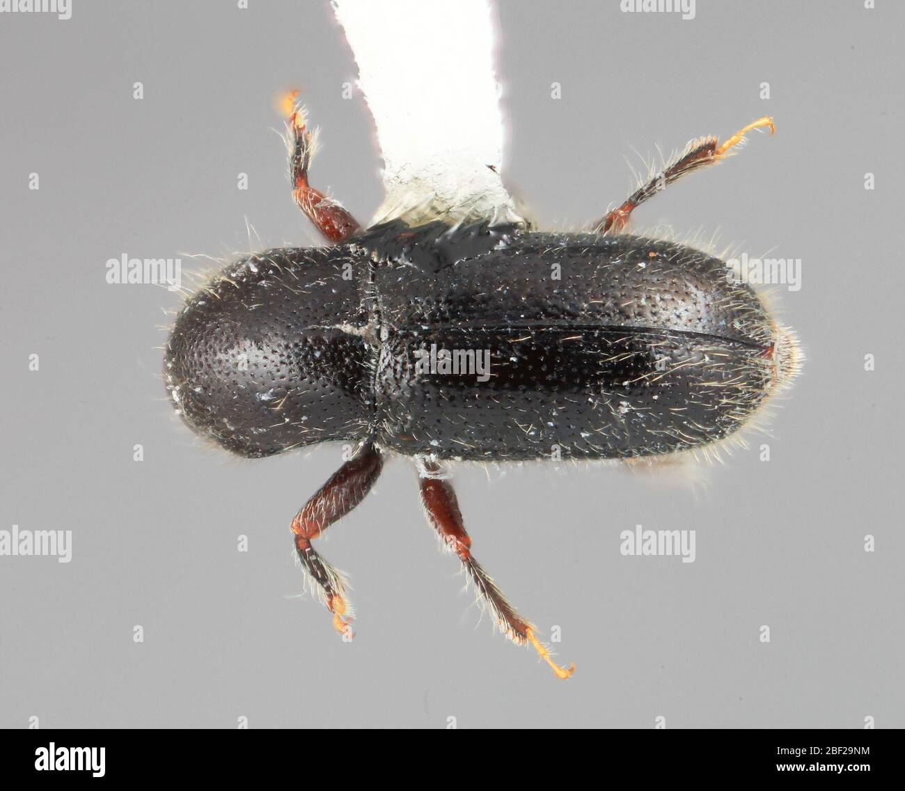 Constrictus hi-res stock photography and images - Alamy