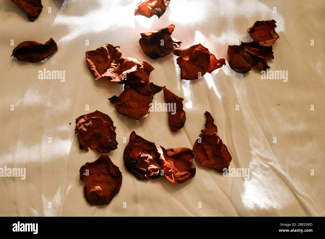 Scattered rose petals hi-res stock photography and images - Alamy