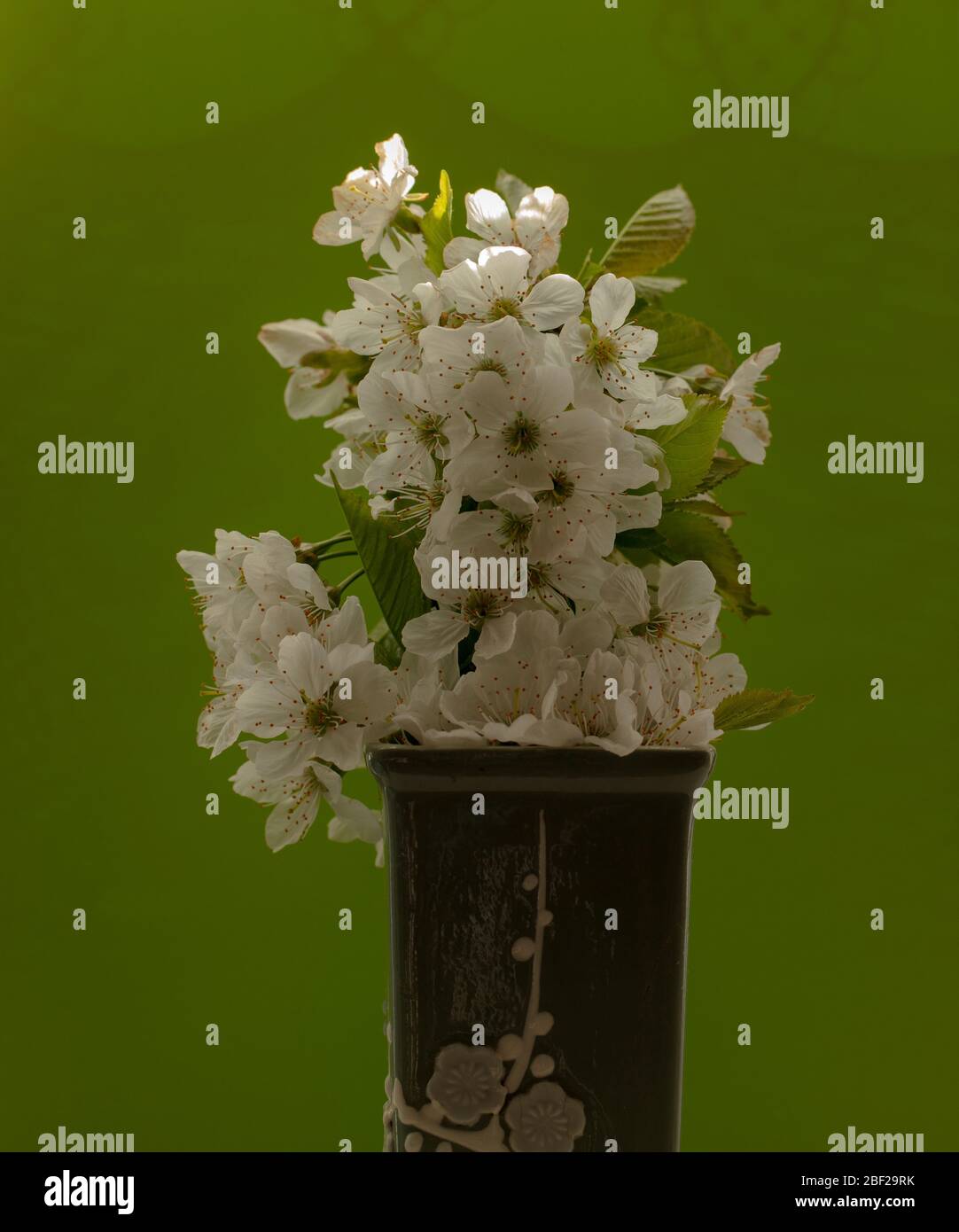 Prunus avium or Cherry Stella blossom seen an a vase Stock Photo - Alamy