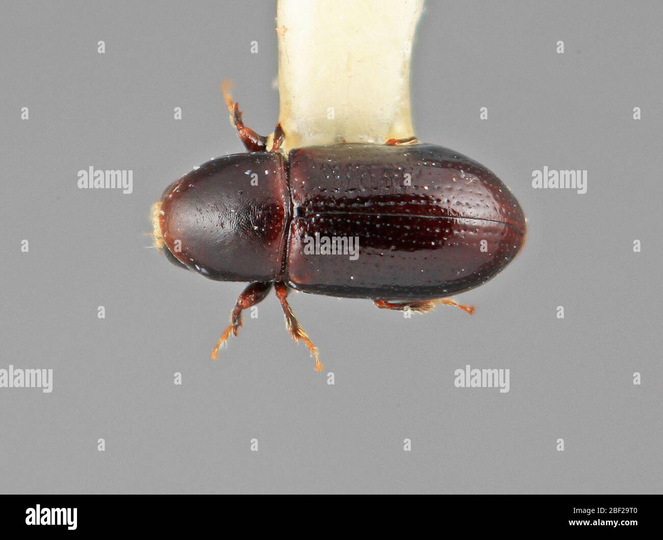 Volcanus hi-res stock photography and images - Alamy