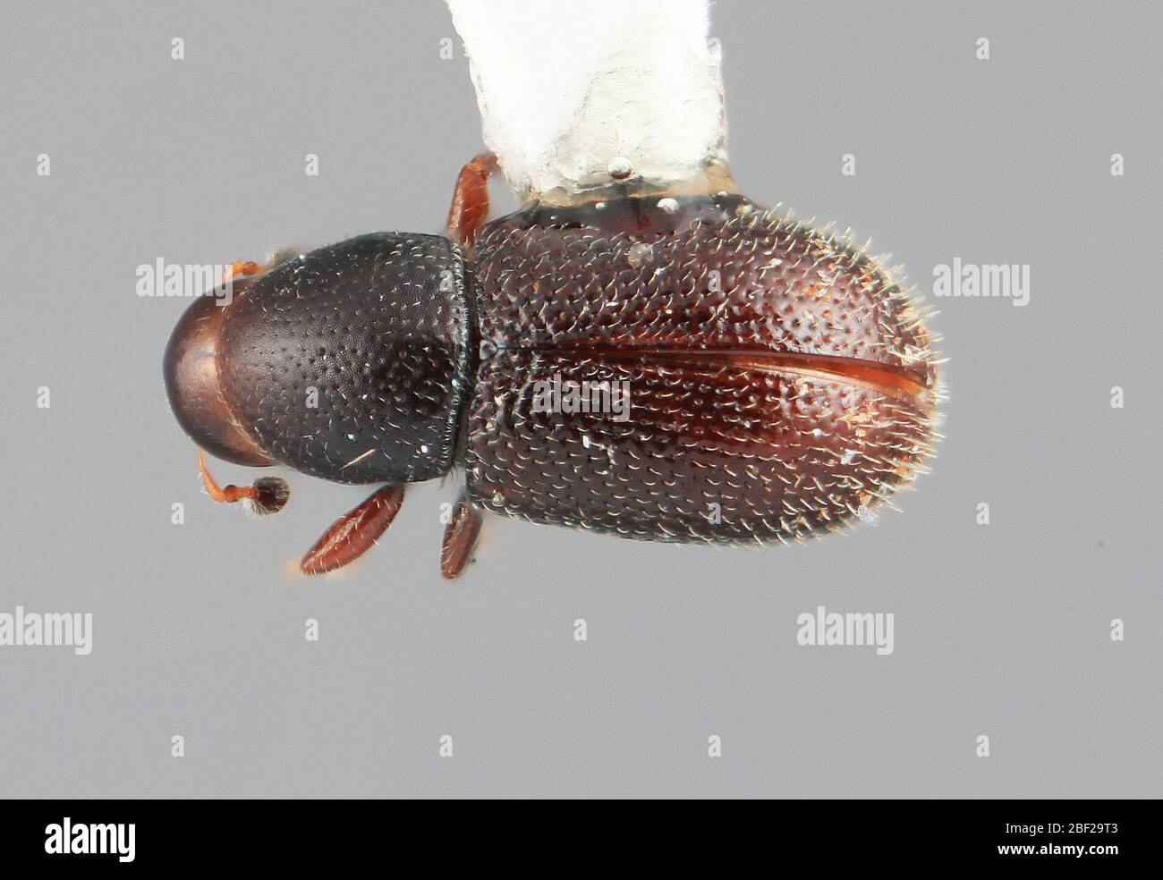 Decorus hi-res stock photography and images - Alamy