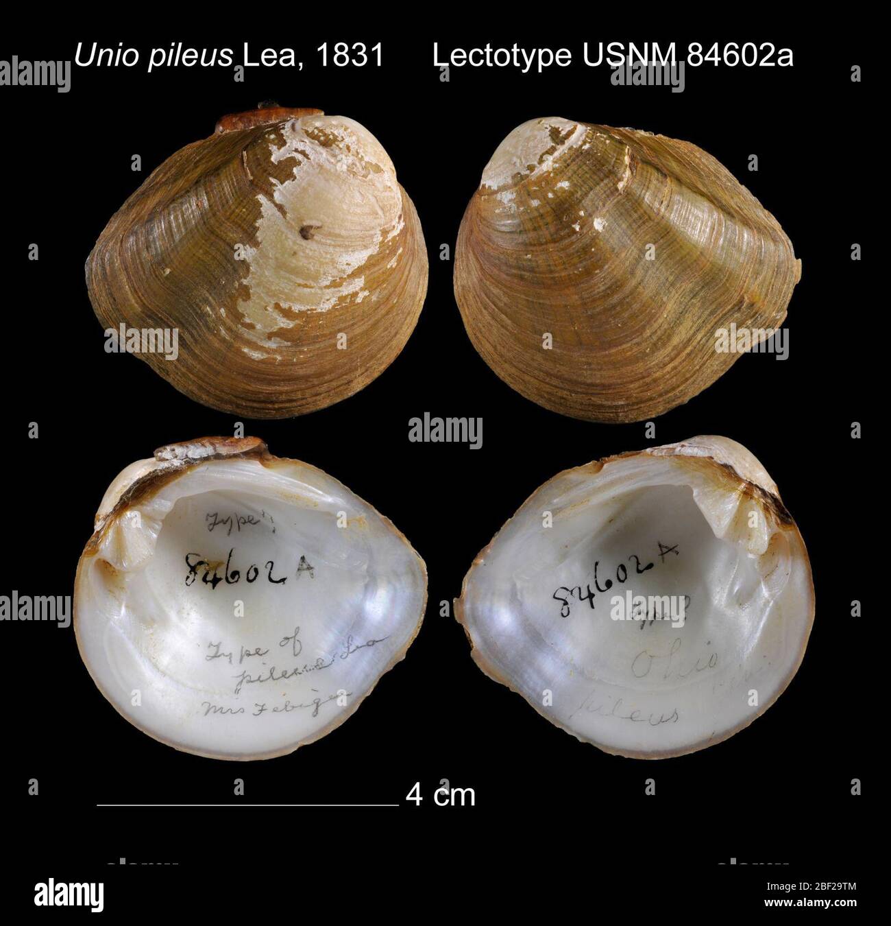 Unio pileus. Unio pileus USNM 84602a and USNM 84602 are lectotypes ...