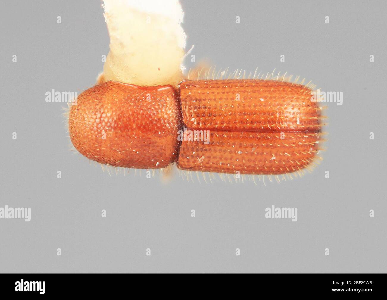 Limus hi-res stock photography and images - Alamy