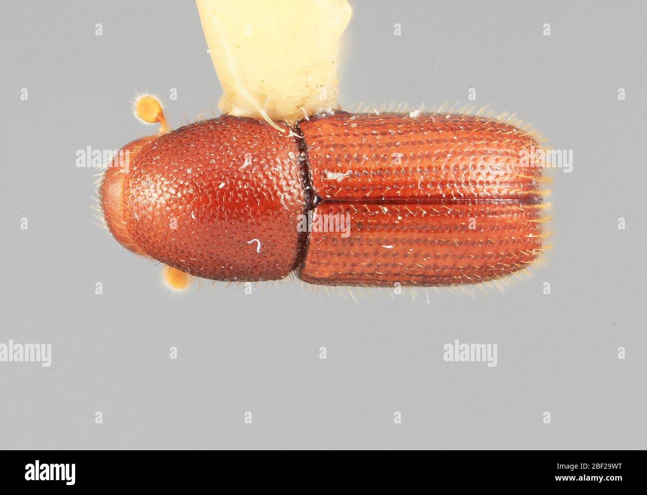 Securus hi-res stock photography and images - Alamy