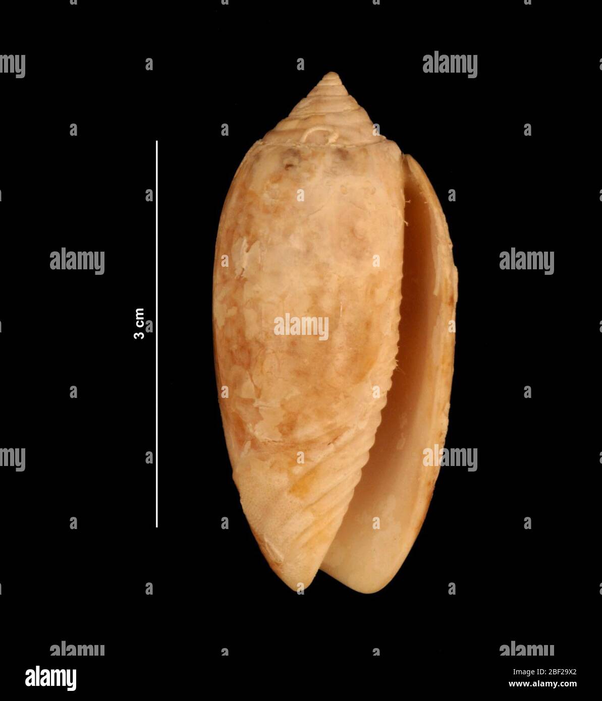 Oliva reticularis. 17 Sep 2018511 Stock Photo - Alamy