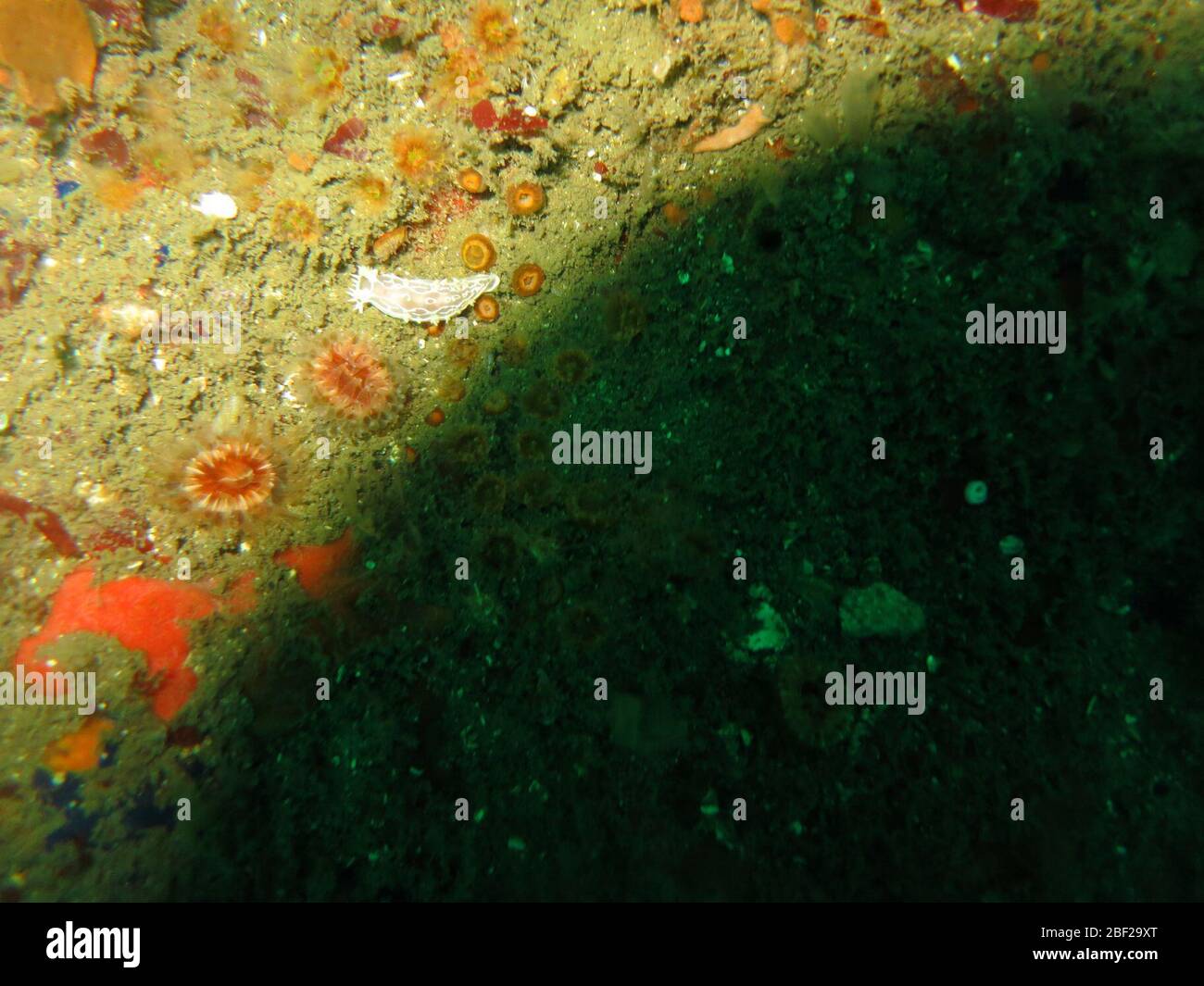 Tritonia hi-res stock photography and images - Alamy