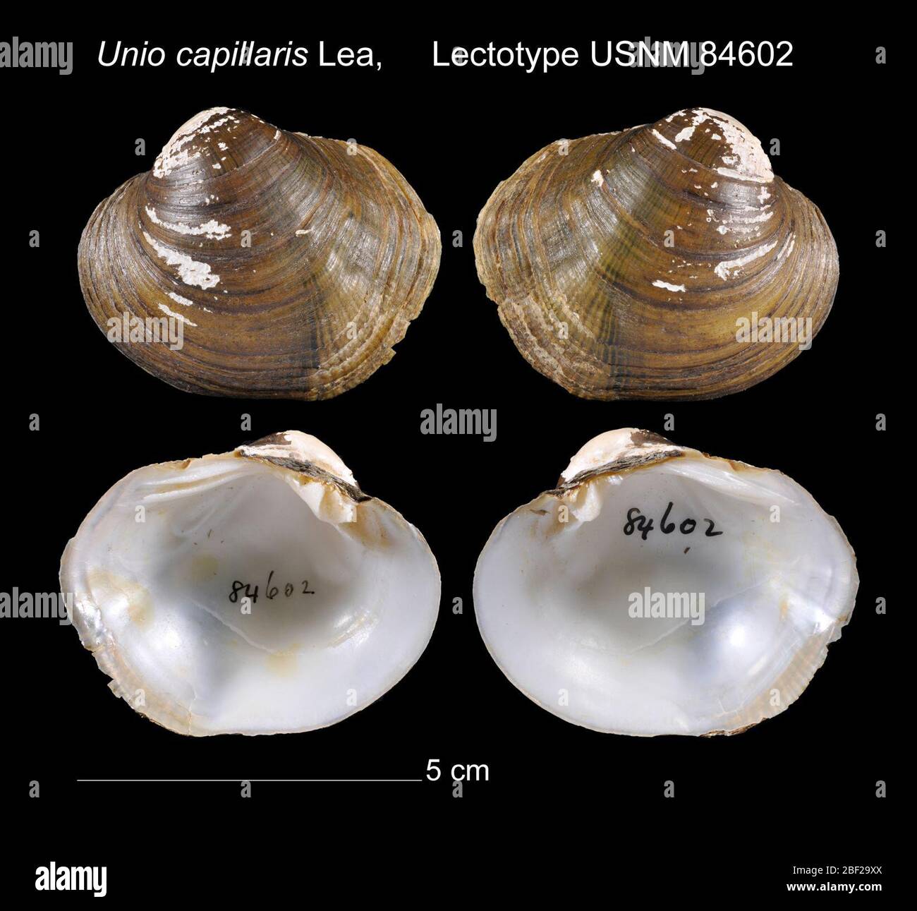Unio capillaris. Unio capillaris USNM 84602a and USNM 84602 are ...