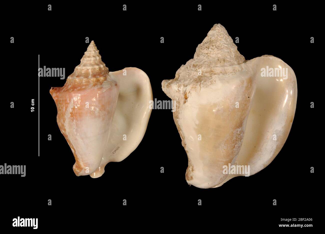 Strombus costatus hi-res stock photography and images - Alamy