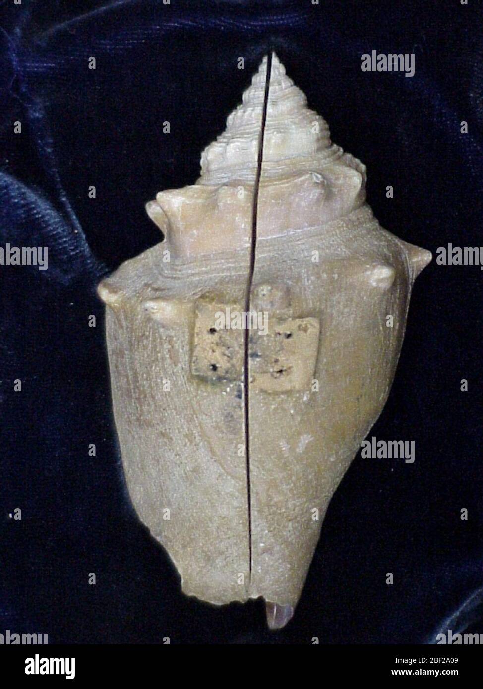 Strombus alatus hi-res stock photography and images - Alamy