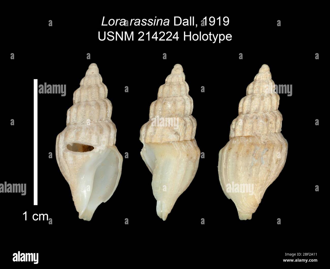 Rassina hi-res stock photography and images - Alamy