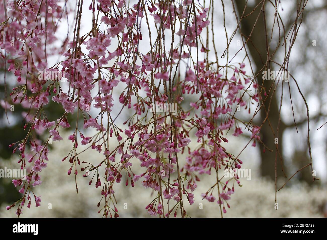 Weeping Cherry Tree Flowers Stock Photo - Alamy