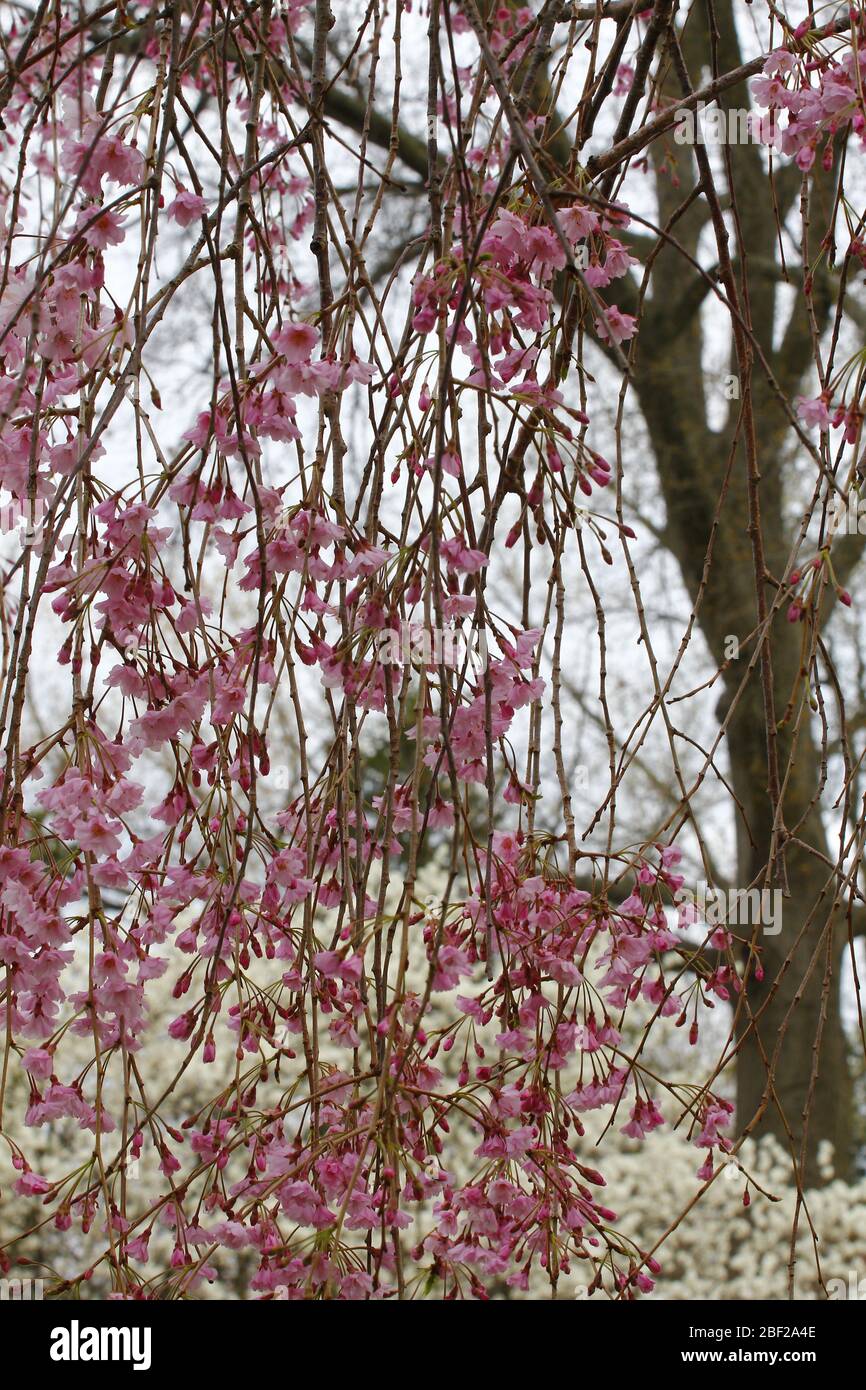 Weeping Cherry Tree Flowers Stock Photo - Alamy