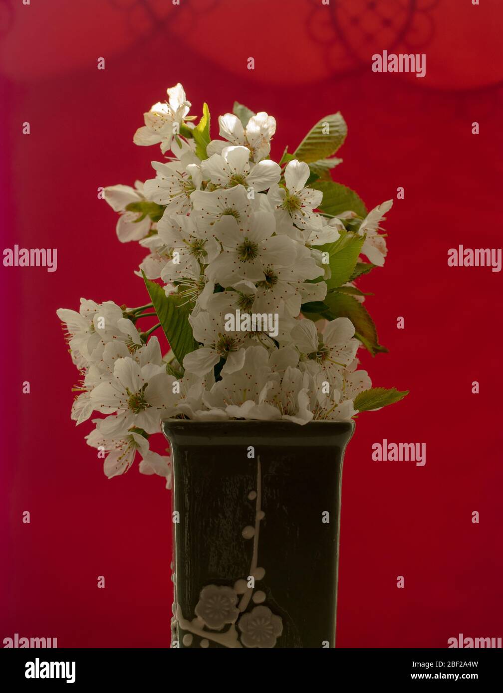 Prunus avium or Cherry Stella blossom seen an a vase Stock Photo - Alamy
