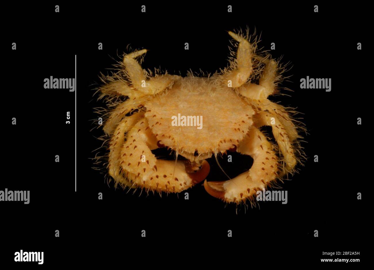 Pilumnus sayi. 17 Sep 2018453 Stock Photo - Alamy