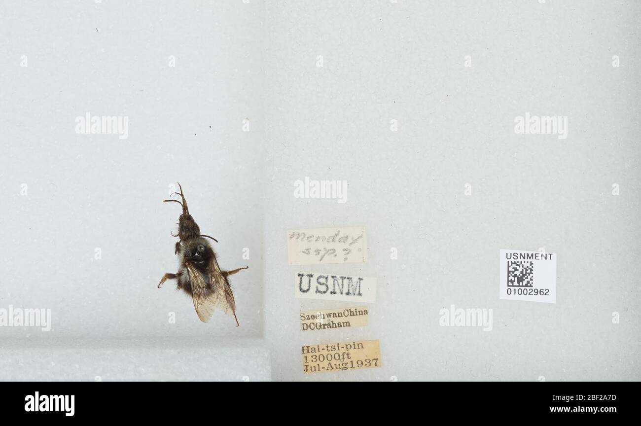 Bombus Mendacibombus convexus. Transcribed by digital volunteersB ...