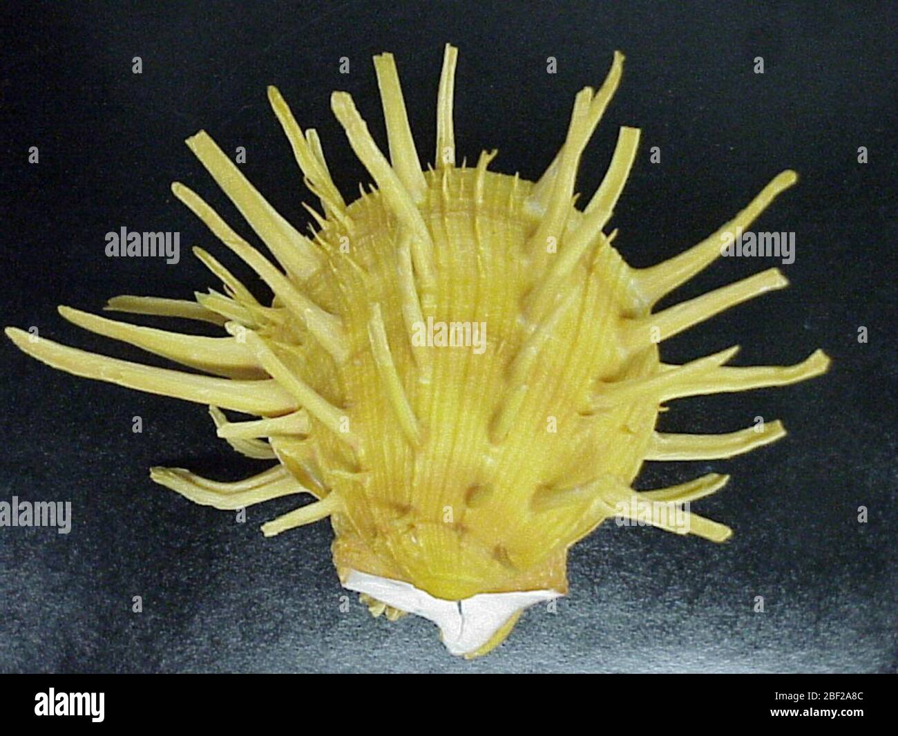 Spondylus americanus hi-res stock photography and images - Alamy